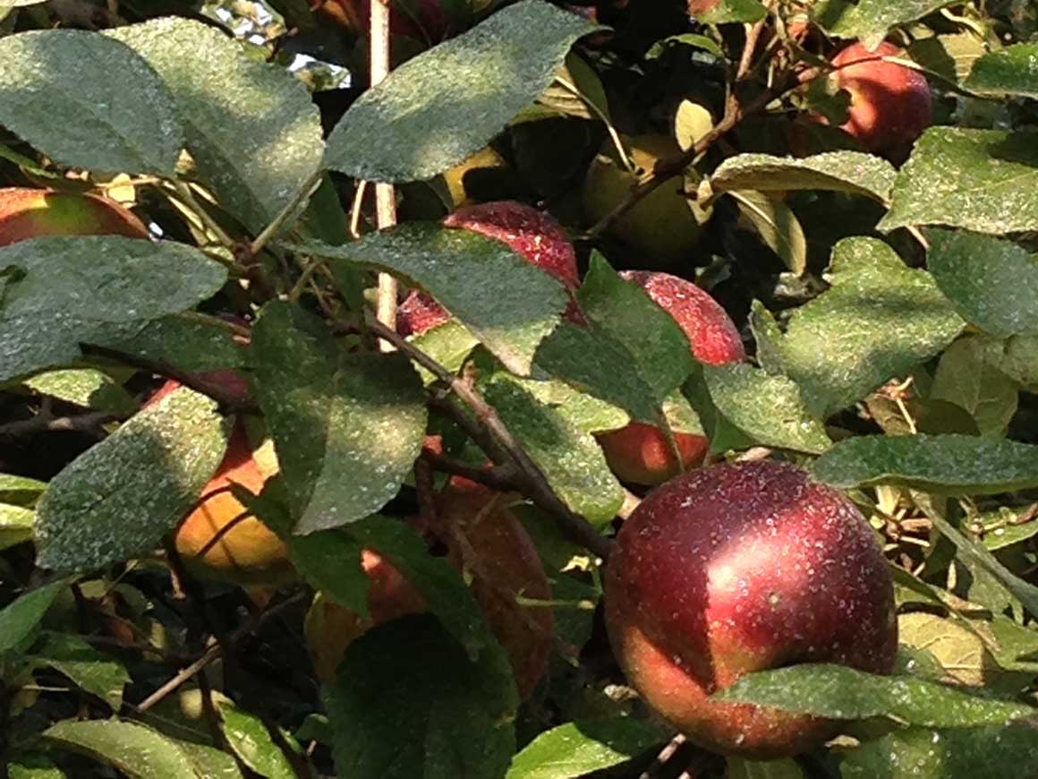 Wild Raspberry Apple Orchard